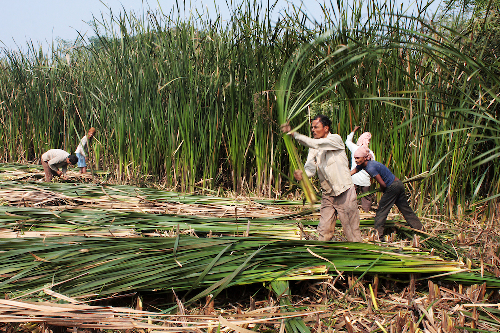 Know Thy Neighbours – The spectacular Fishing Cat – Last Wilderness ...