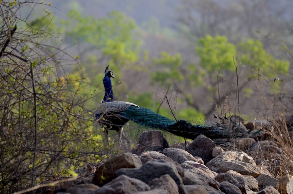 A summer day in the Central Highlands of India – Last Wilderness Foundation