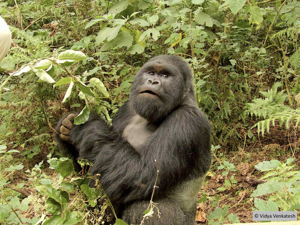 The gentle giants from the land of volcanoes – Last Wilderness Foundation