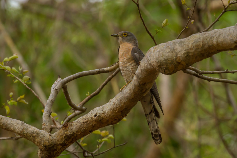 Birding with my ears – Last Wilderness Foundation